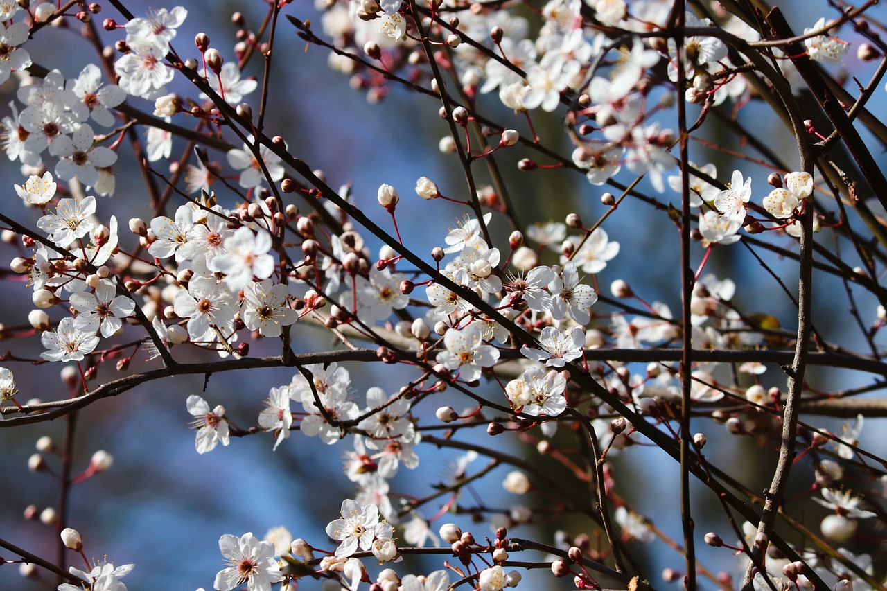 Blackthorn: Dark Mother of the Woods, Crone of the Triple Goddess ...