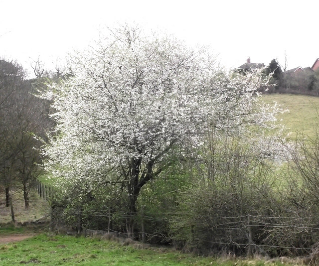 Blackthorn: Dark Mother of the Woods, Crone of the Triple Goddess ...
