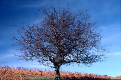 Blackthorn: Dark Mother of the Woods, Crone of the Triple Goddess ...
